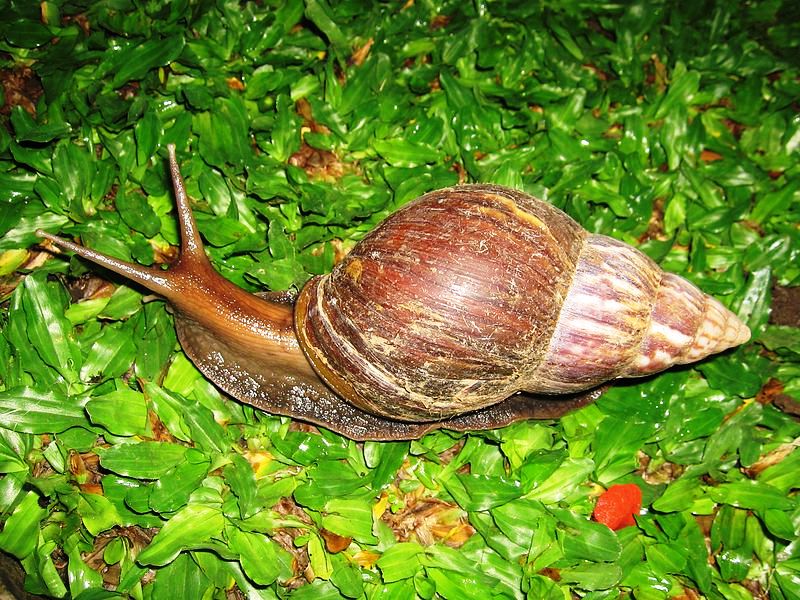 Caramujos africanos estão sendo encontrados em Itabira – Euclides Éder